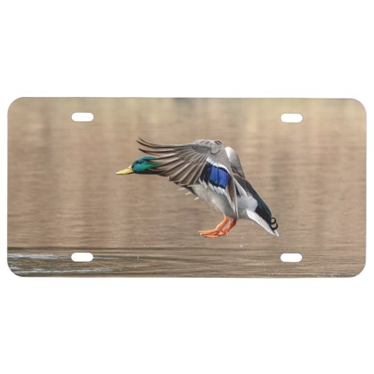 Mallard Duck in flight License Plate | Zazzle.com