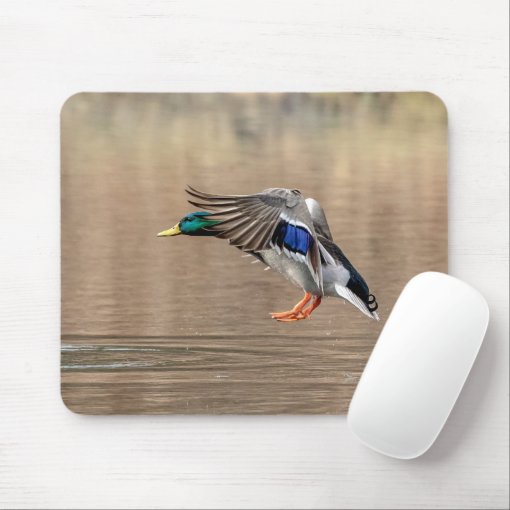 Mallard Duck in flight Mouse Pad | Zazzle