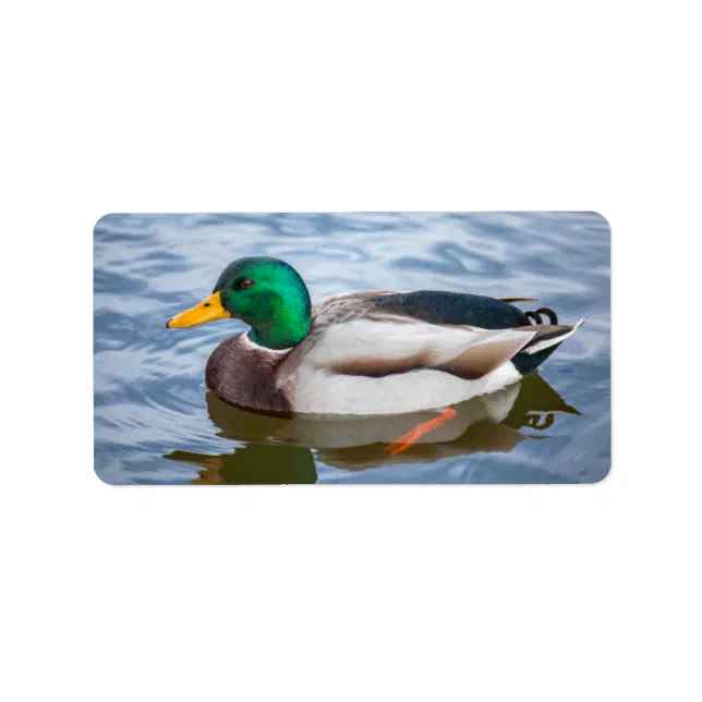 Mallard Duck Label | Zazzle