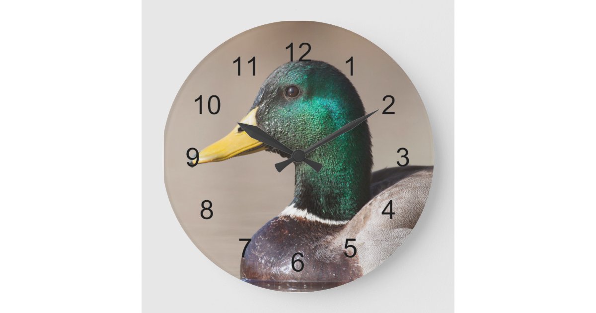 Mallard duck large clock | Zazzle
