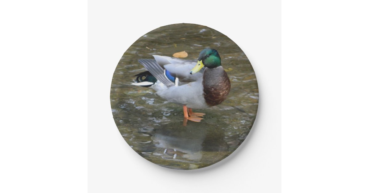 Mallard Duck (Male) Paper Plate | Zazzle