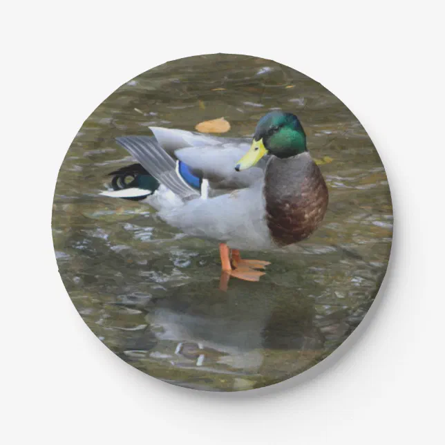 Mallard Duck (Male) Paper Plate | Zazzle