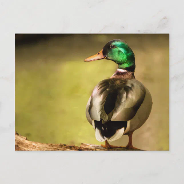 Mallard Duck Postcard | Zazzle