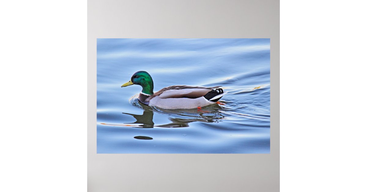 Mallard Duck Poster | Zazzle