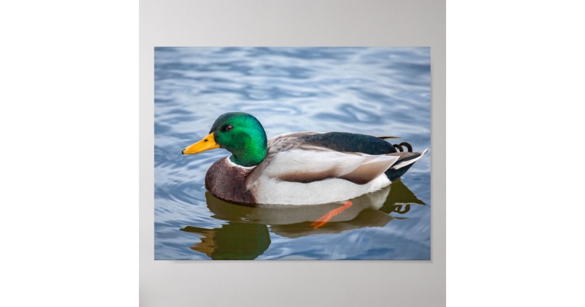 Mallard Duck Poster | Zazzle