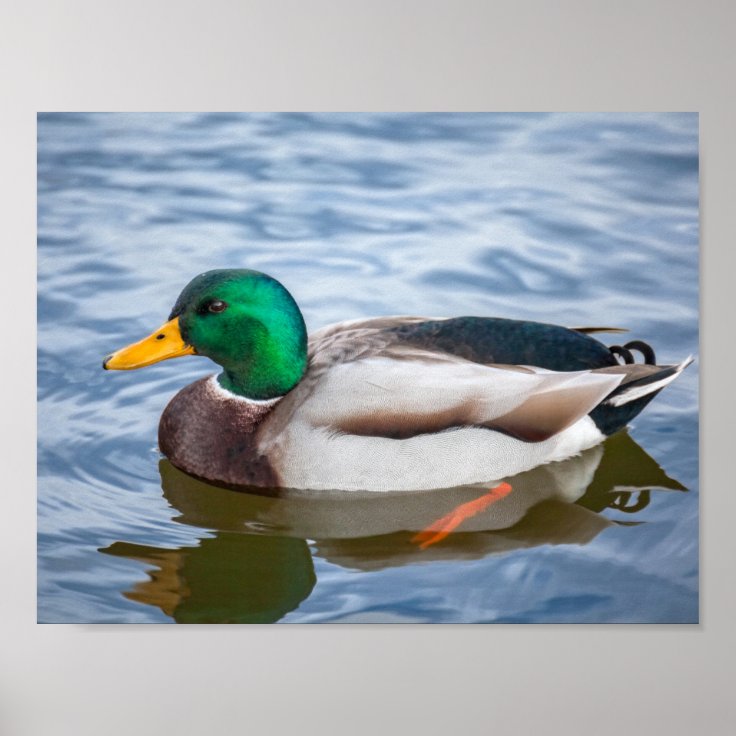 Mallard Duck Poster | Zazzle
