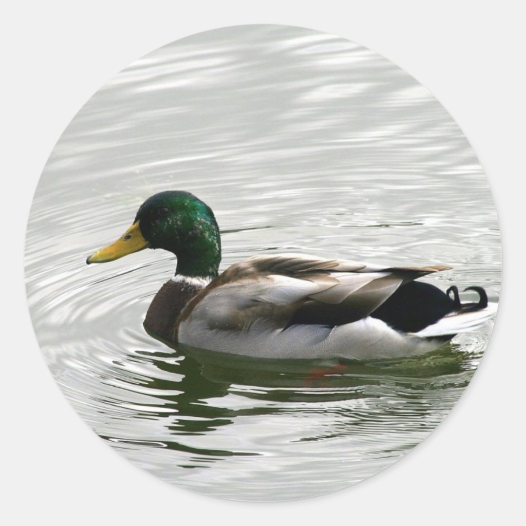 Mallard Duck Stickers | Zazzle