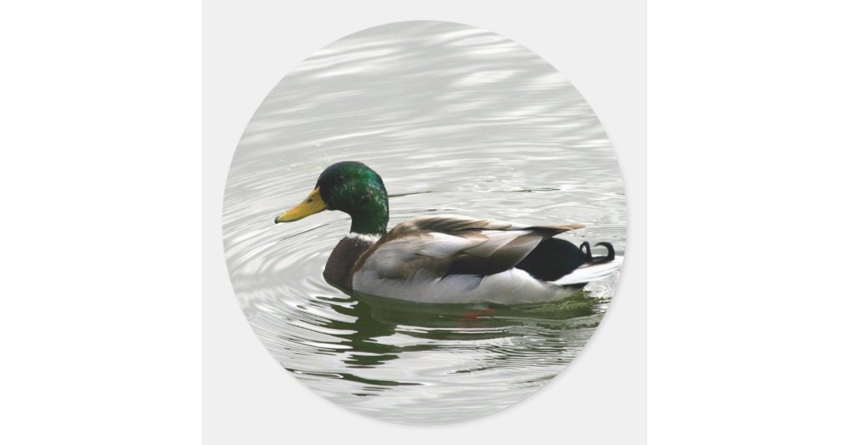 Mallard Duck Stickers | Zazzle
