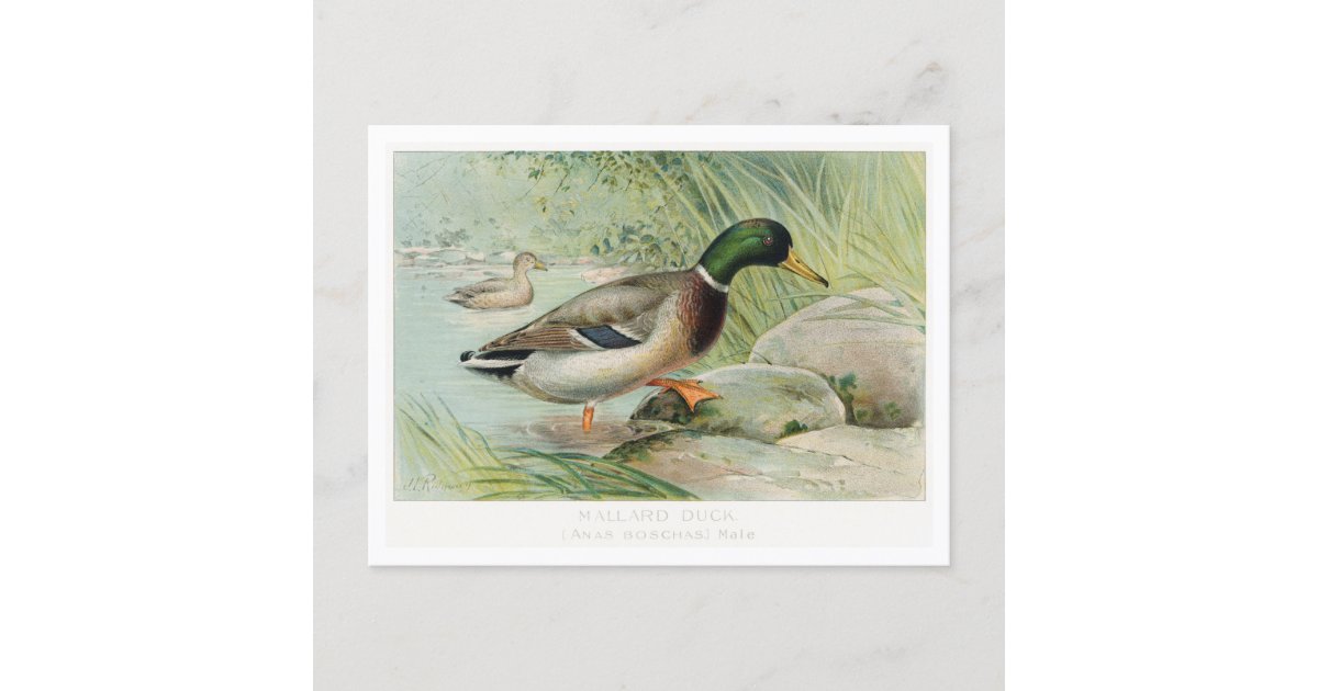 Mallard Duck Vintage Illustration Postcard | Zazzle