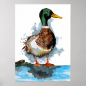 Mallard Duck Watercolor Poster | Zazzle