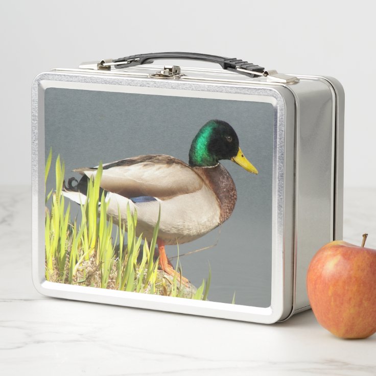 Mallard Duck Wildlife Photo Metal Lunch Box | Zazzle