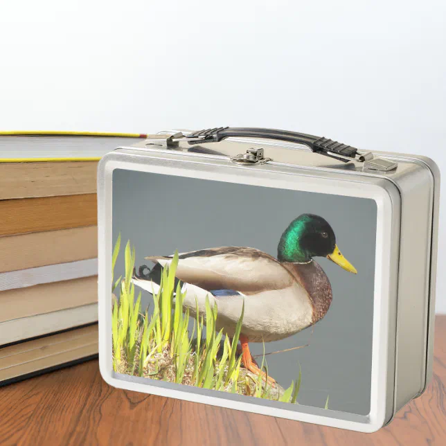 Mallard Duck Wildlife Photo Metal Lunch Box | Zazzle