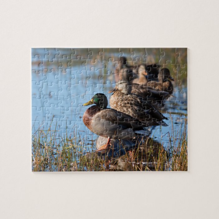Mallard Ducks Jigsaw Puzzle | Zazzle.com