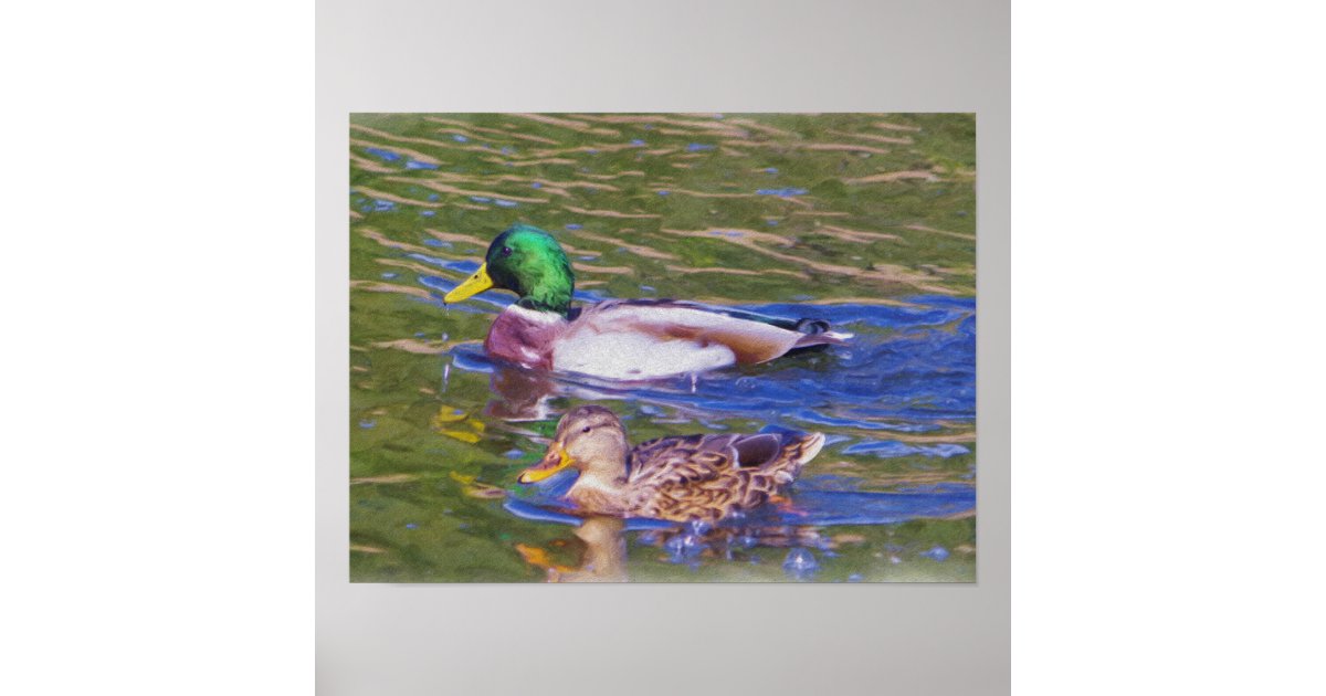 Mallard Ducks Poster | Zazzle