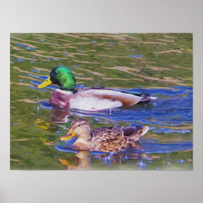 Mallard Ducks Poster | Zazzle.com