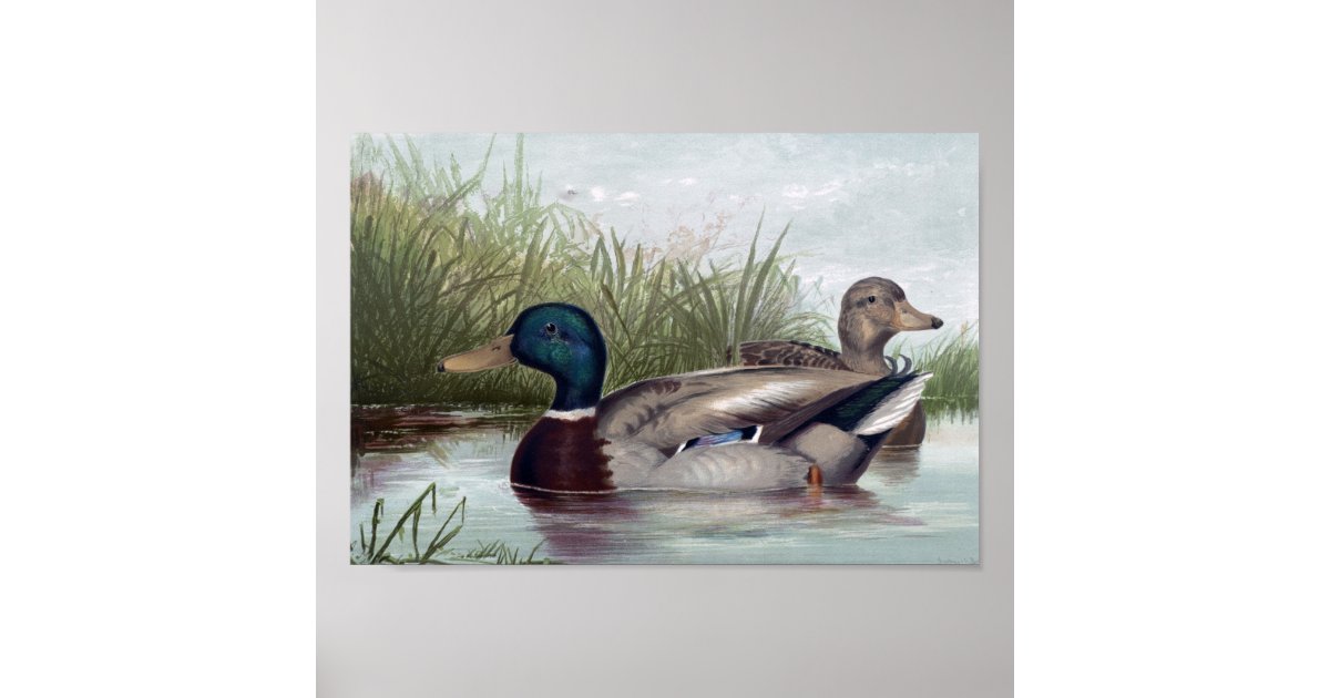 Mallard Ducks Print Choose Size | Zazzle