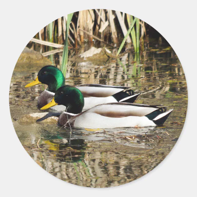 Mallard Ducks Round Sticker | Zazzle