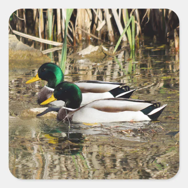 Mallard Ducks Sticker | Zazzle