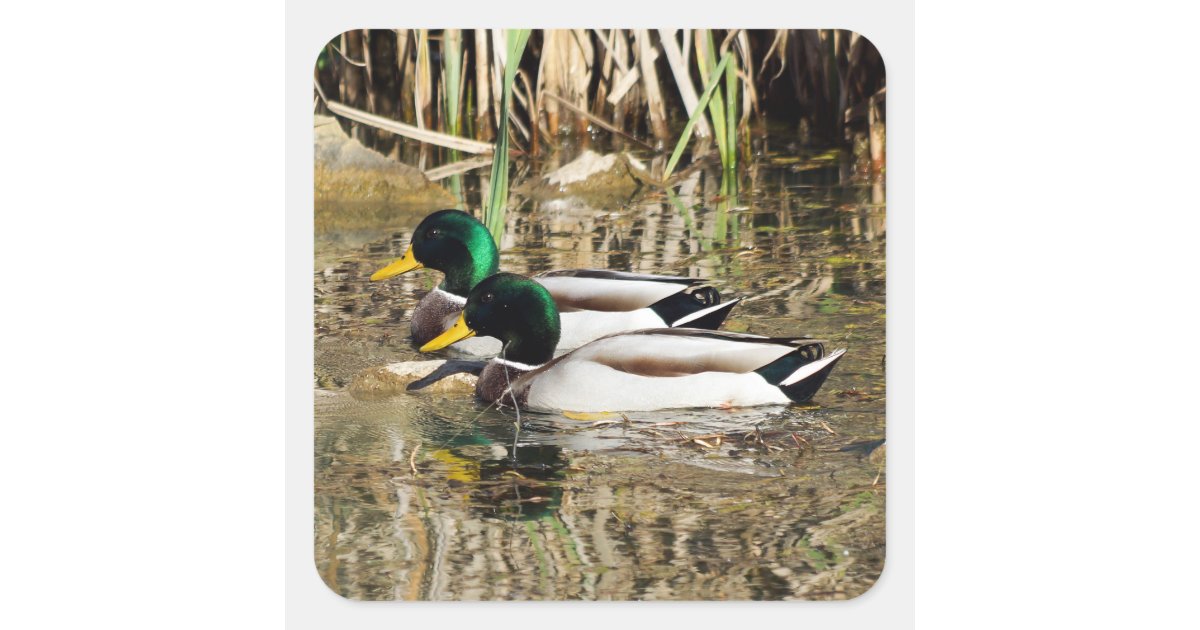 Mallard Ducks Sticker | Zazzle