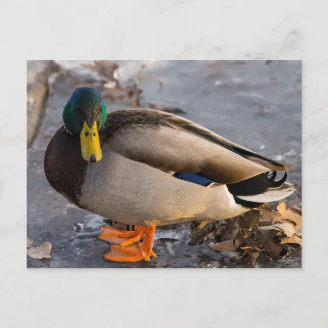 Mallard On Ice Postcard | Zazzle