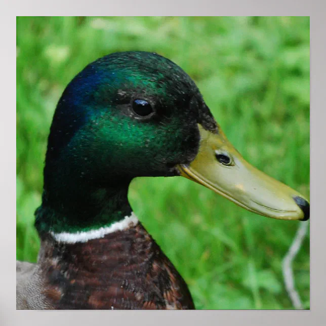 Mallard Poster | Zazzle