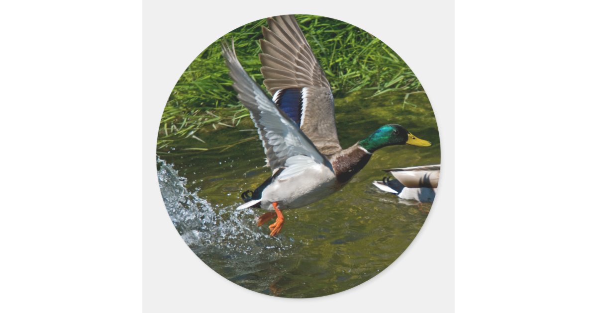 Mallard Take-off Sticker | Zazzle
