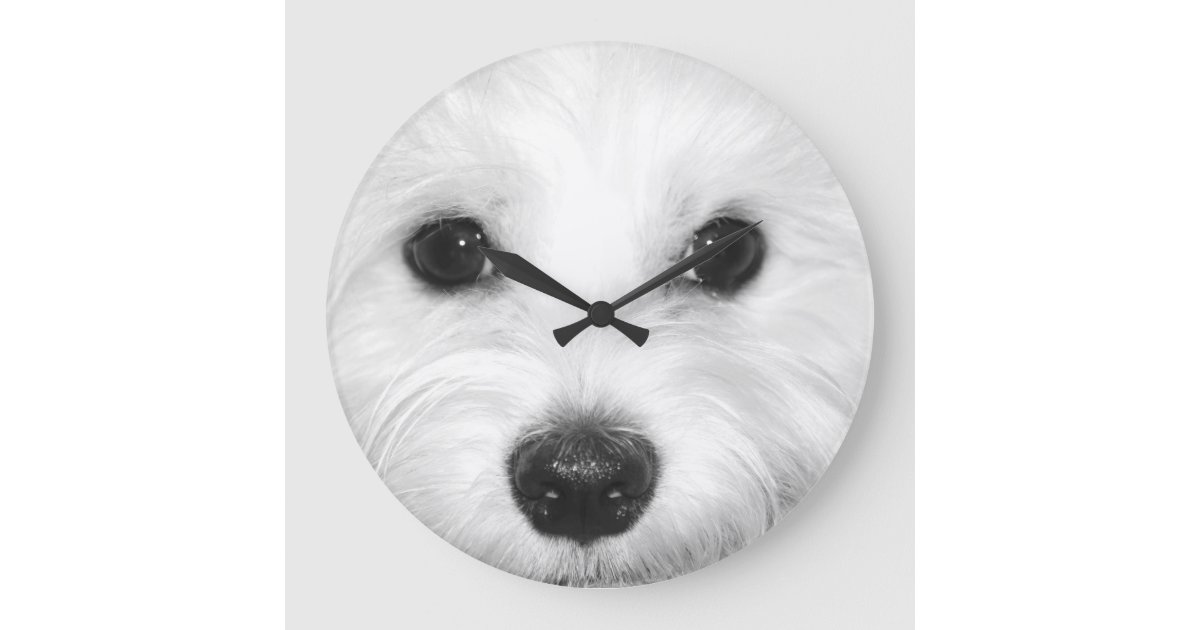 Maltese and His Charming Attributes Nose and Eyes Large Clock | Zazzle