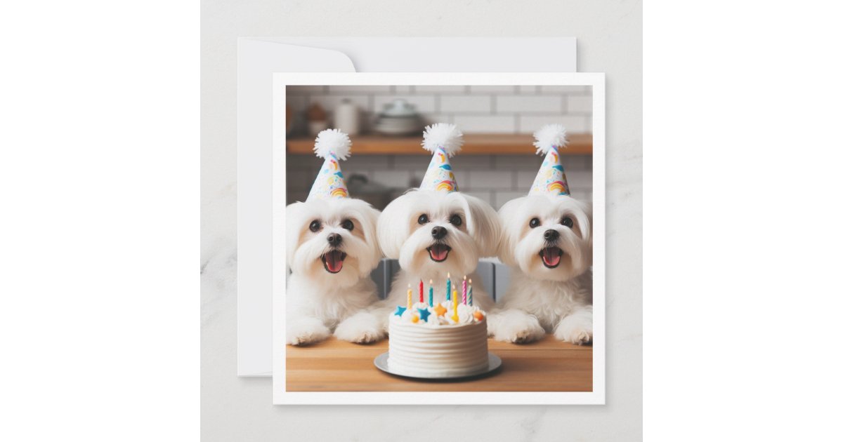 Maltese birthday celebration, Maltese dog Invitation | Zazzle