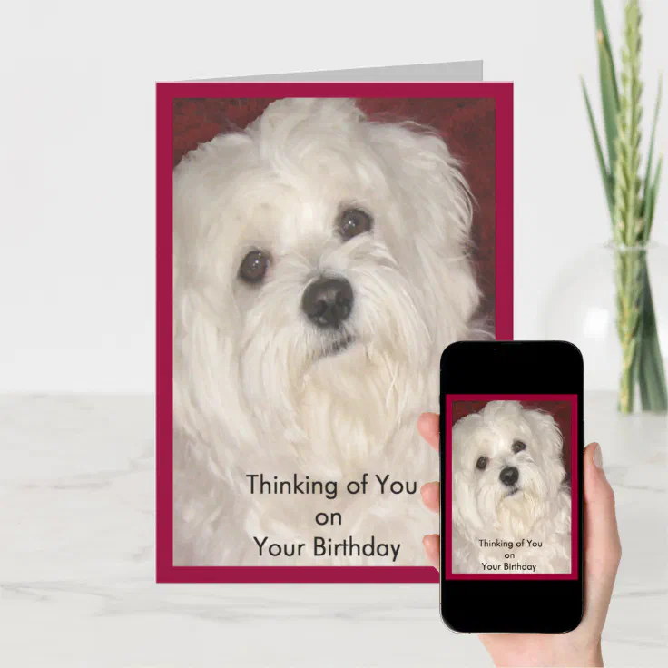 Maltese Birthday Wishes for Anyone Card | Zazzle