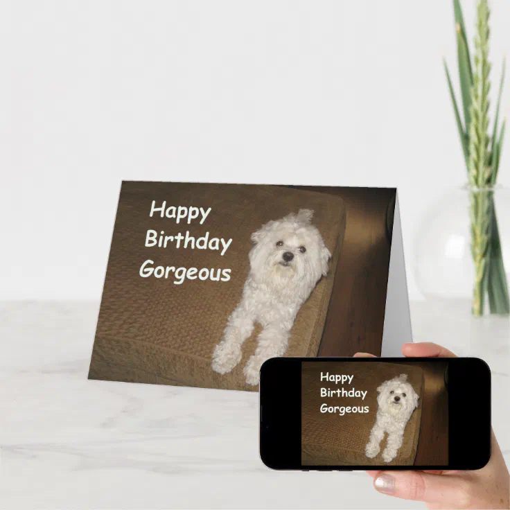 Maltese Birthday Wishes for Her Greeting Card | Zazzle