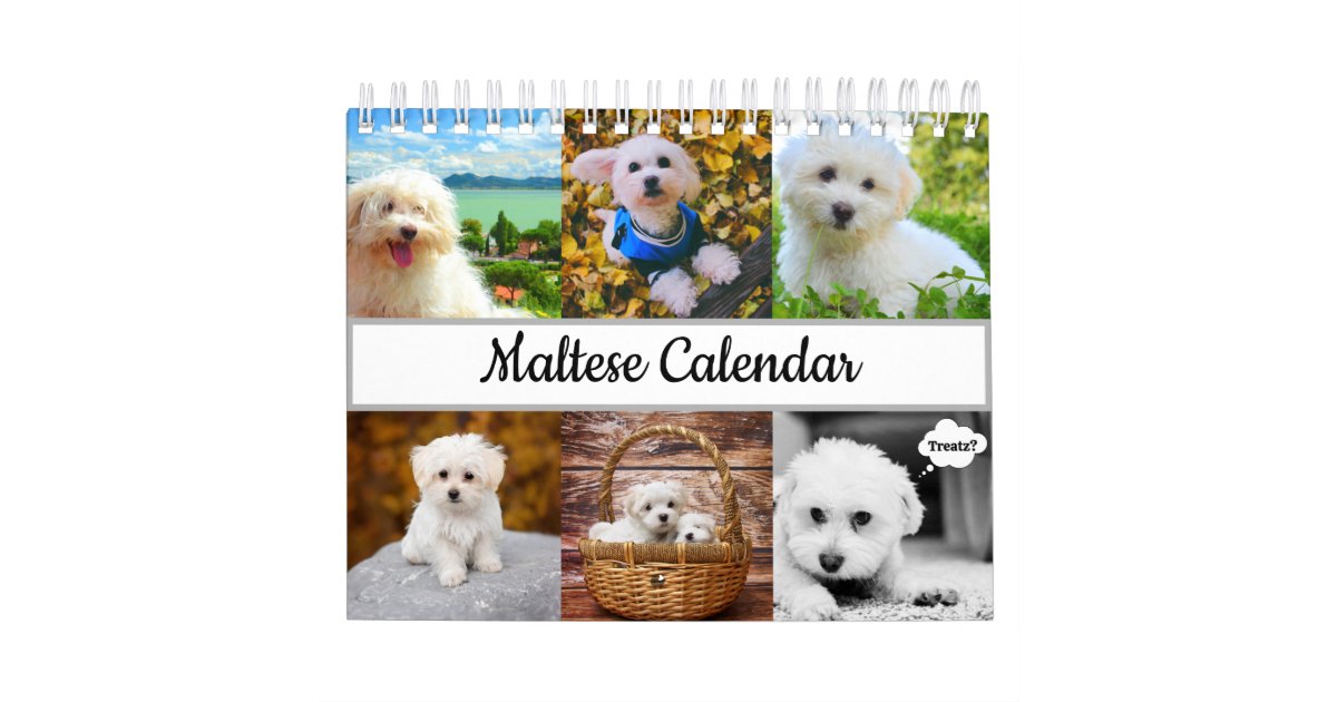 Maltese Calendar | Zazzle