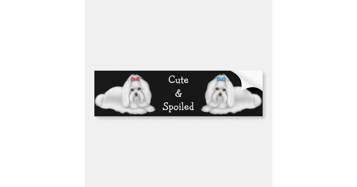 Maltese Cute & Spoiled Bumper Sticker | Zazzle