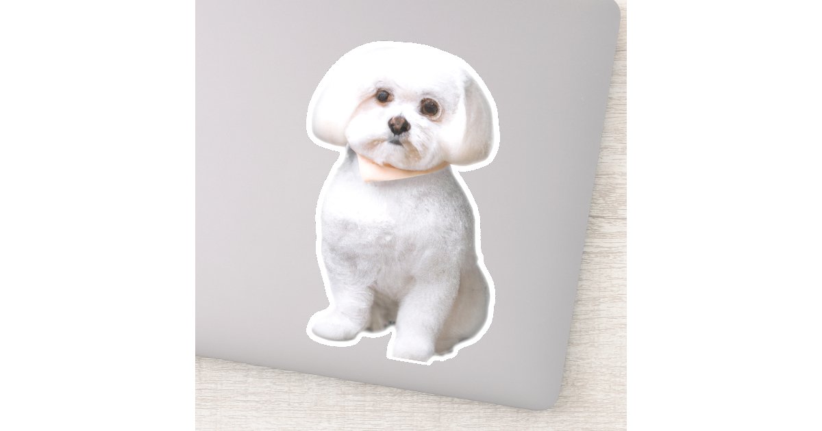 Maltese Dog Sticker | Zazzle