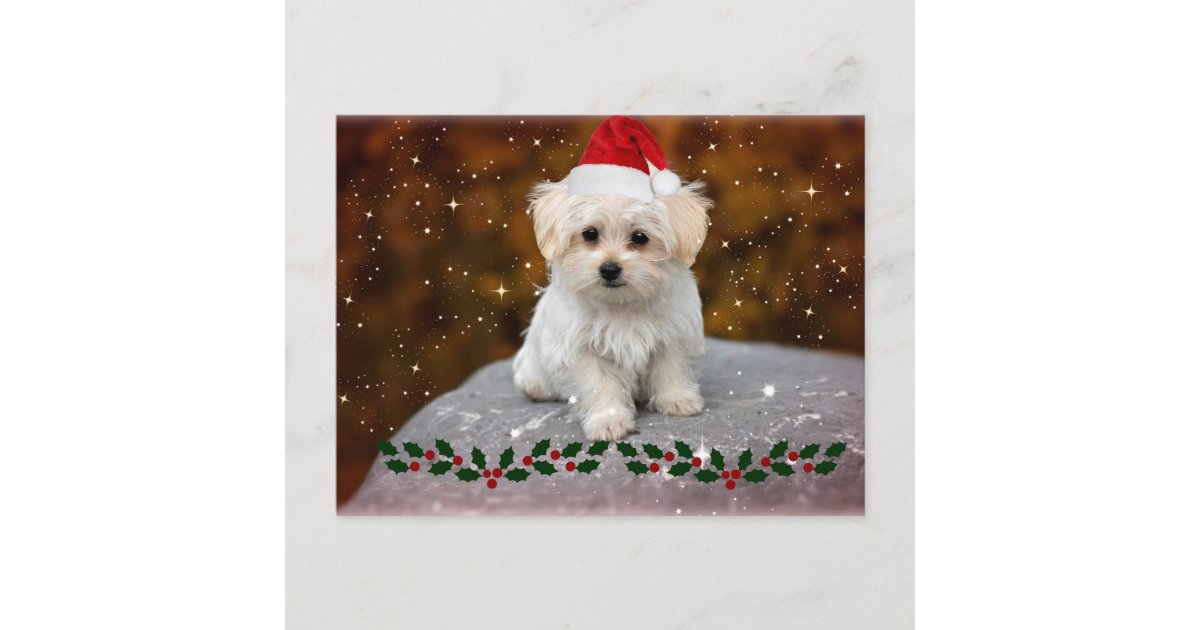 Maltese Puppy Christmas Holiday Postcard | Zazzle
