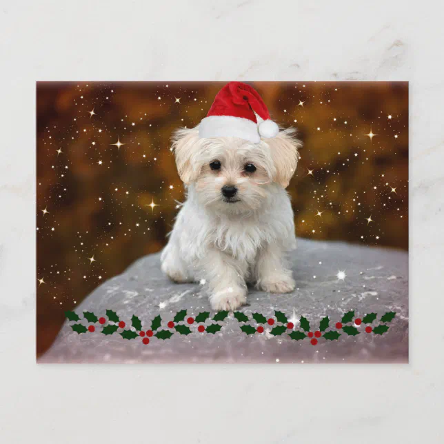 Maltese Puppy Christmas Holiday Postcard | Zazzle