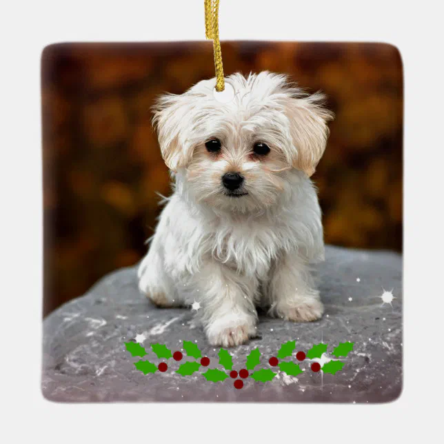 Maltese Puppy with Christmas holly Ceramic Ornament | Zazzle