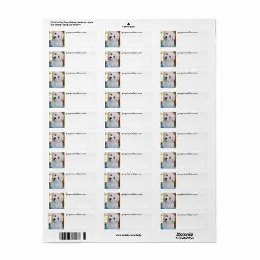 maltese sticker labels | Zazzle