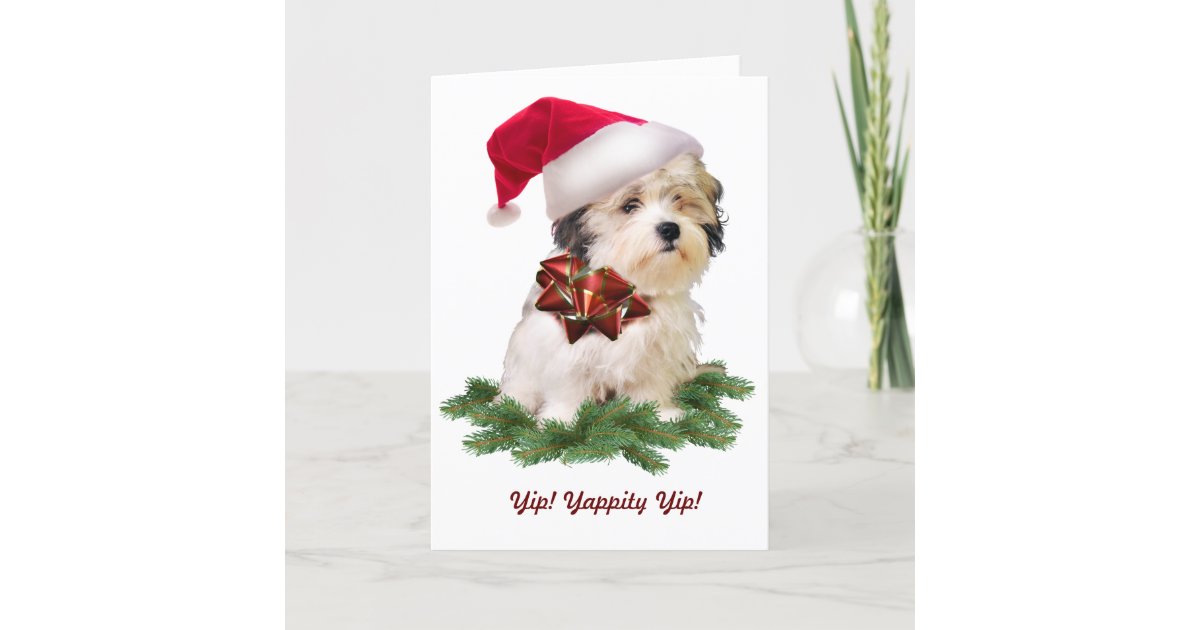 Maltese Theme Christmas Card | Zazzle