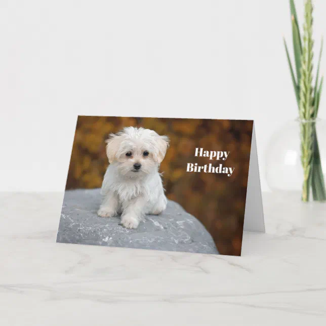 Maltese White Puppy Photo Birthday Card | Zazzle