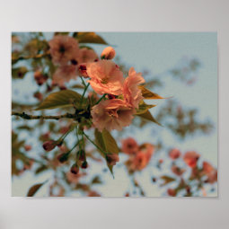 Malus Brandywine Crabapple Tree Spring Pink Bloom Poster | Zazzle