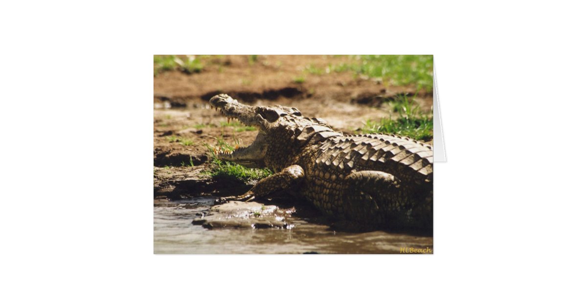 Mamba (Crocodile) | Zazzle