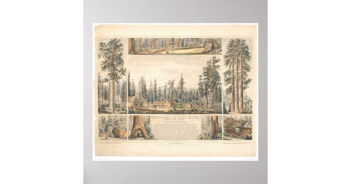 Mammoth Tree Grove (0976A) Poster | Zazzle