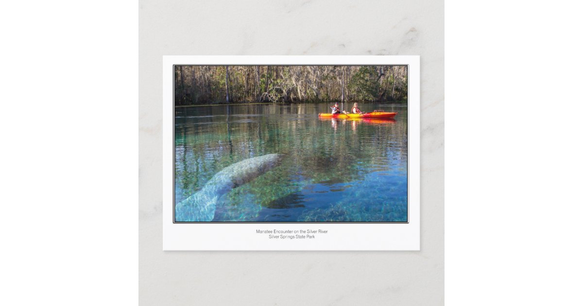 Manatee Encounter Postcard | Zazzle