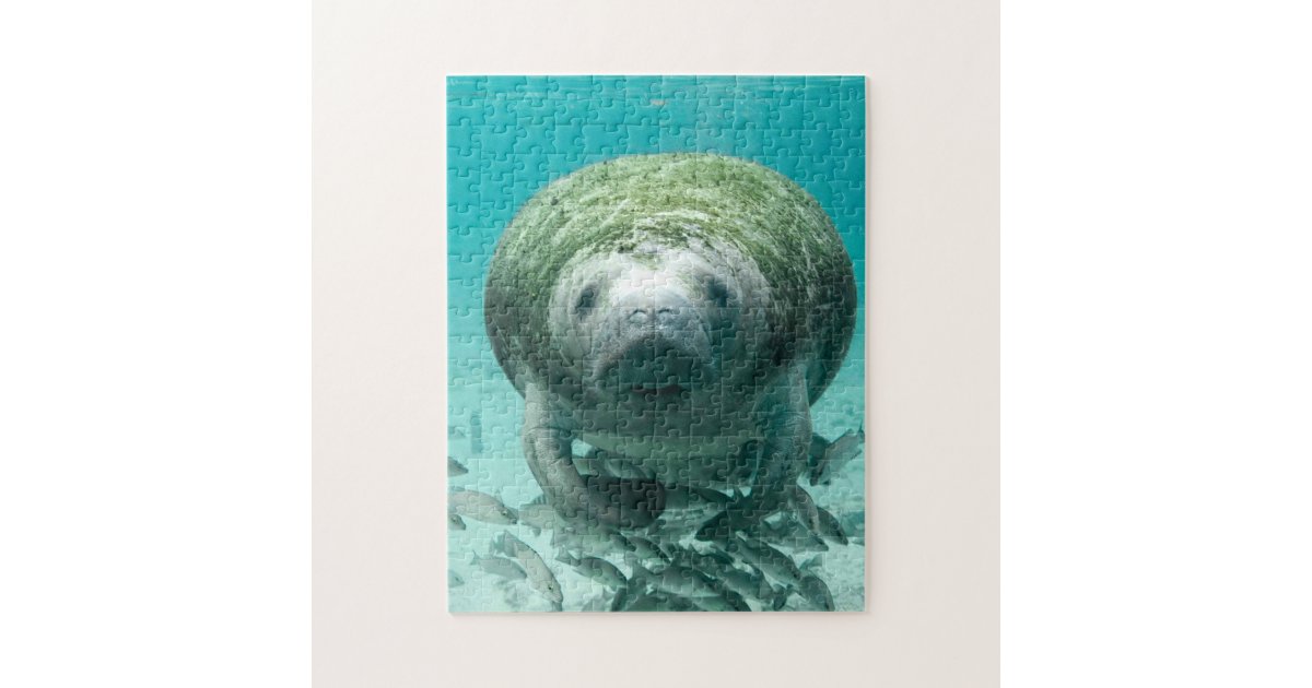 Manatee Florida. Jigsaw Puzzle | Zazzle