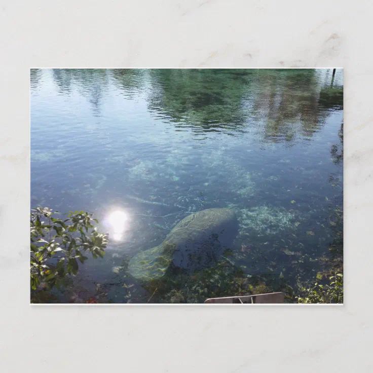 Manatee In Crystal River, FL Postcard | Zazzle
