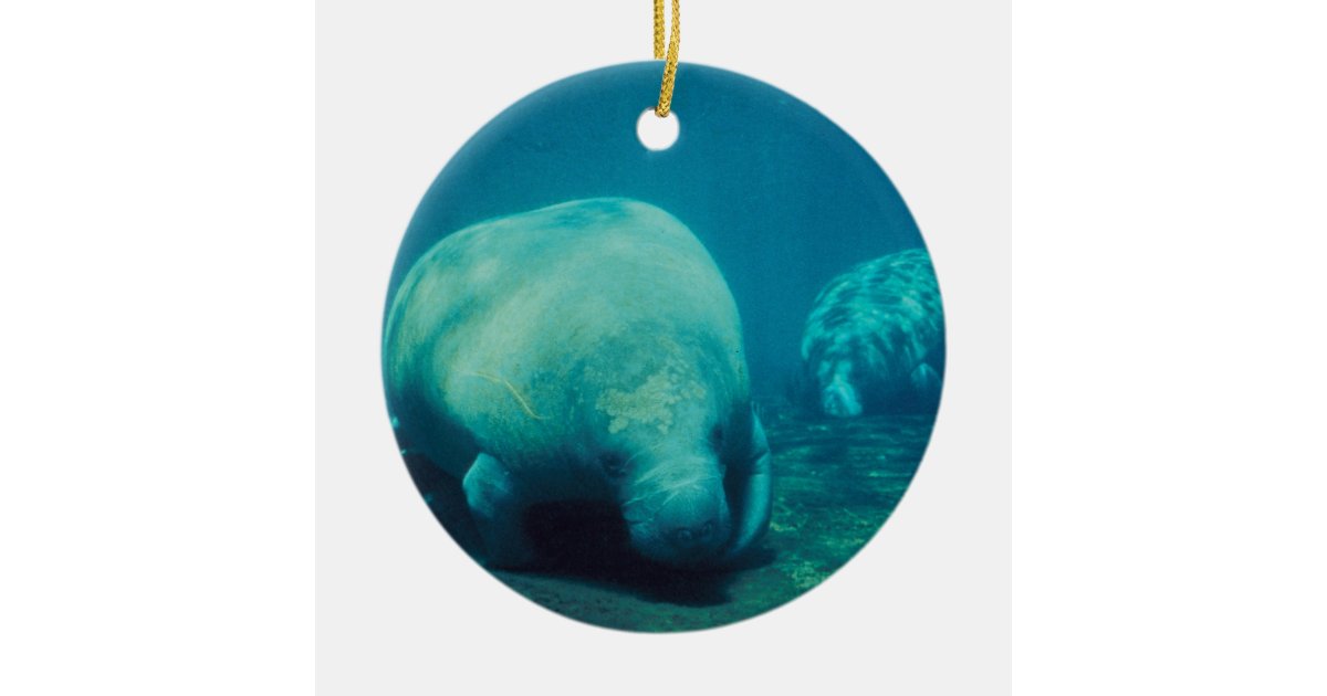 Manatee Photo Ornament | Zazzle