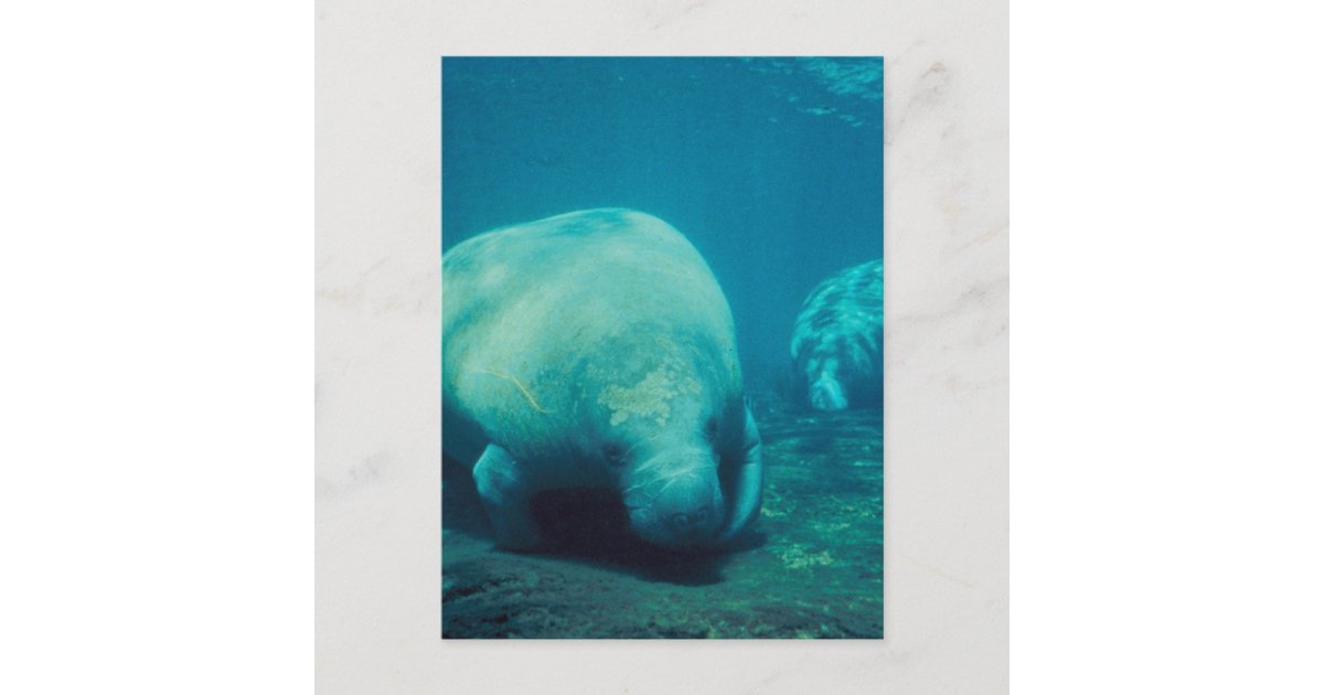 Manatee Photo Postcard | Zazzle