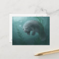 Manatee Postcard | Zazzle