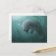 Manatee Postcard | Zazzle