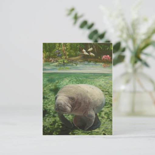 MANATEE POSTCARD | Zazzle